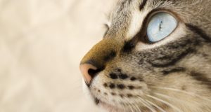 Eye Inflammation (Anterior Uveitis) In Cats - PetlifeNZ™