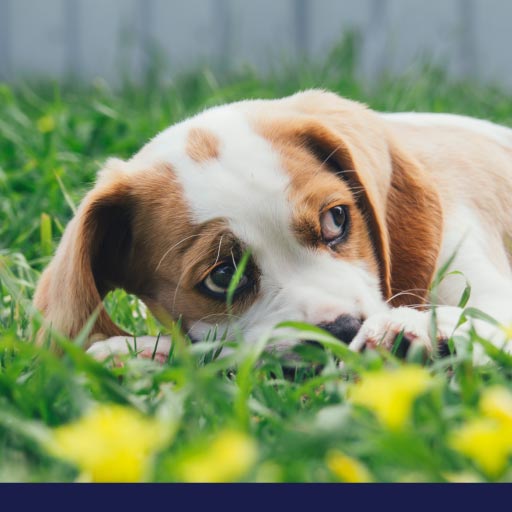 Negative Punishment For Dogs - PetlifeNZ™