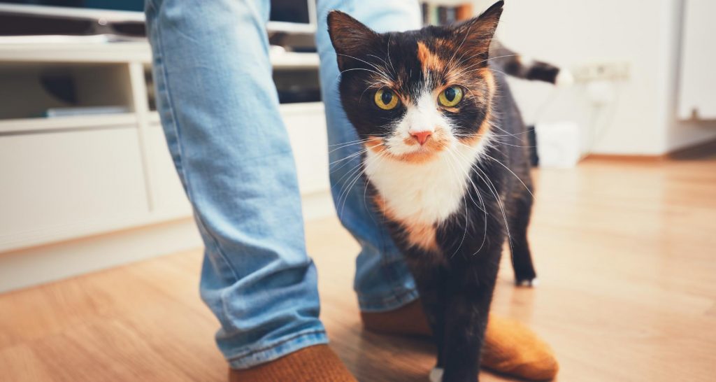Common Cat Behaviours - PetlifeNZ™