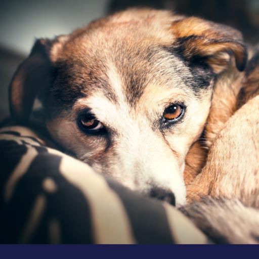 The Most Common Dog Phobias and Fears - PetlifeNZ™