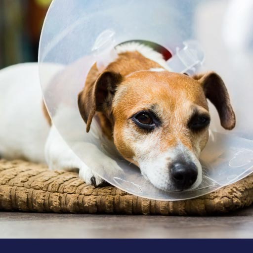 Conditions & Diseases In Pets - Health & Wellness | PetlifeNZ™