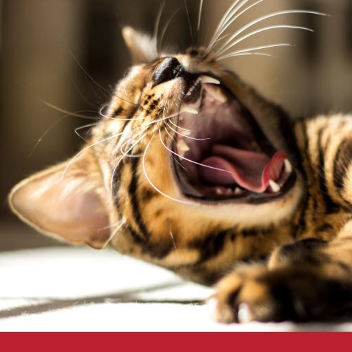 Feline Tooth Resorption: What You Need To Know - PetlifeNZ™