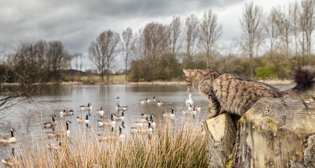 What You Need To Know About Feral Cats - PetlifeNZ™