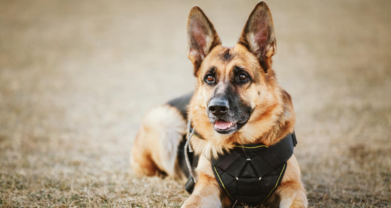 10 Of The Best Police Dog Breeds In The World PetlifeNZ 10 Of The Best Police Dog Breeds In The World PetlifeNZ