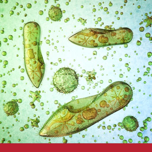 Worms In Cats: Intestinal Parasitic Infestation - PetlifeNZ™