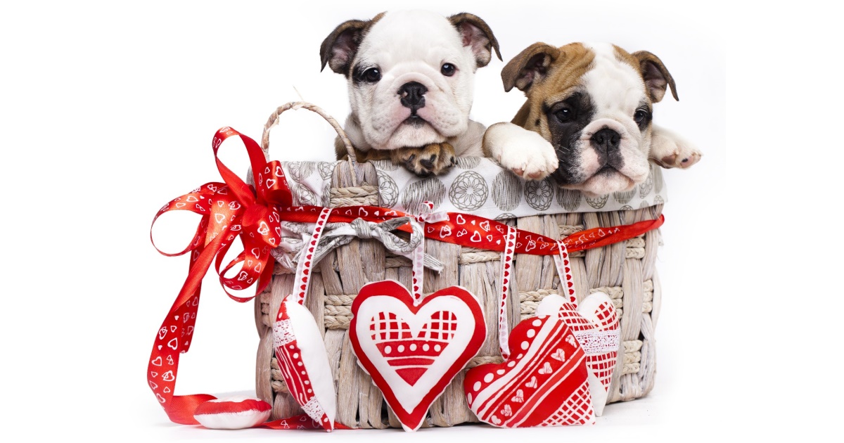 6 Ways To Treat Your Pet On Valentine’s Day - PetlifeNZ™