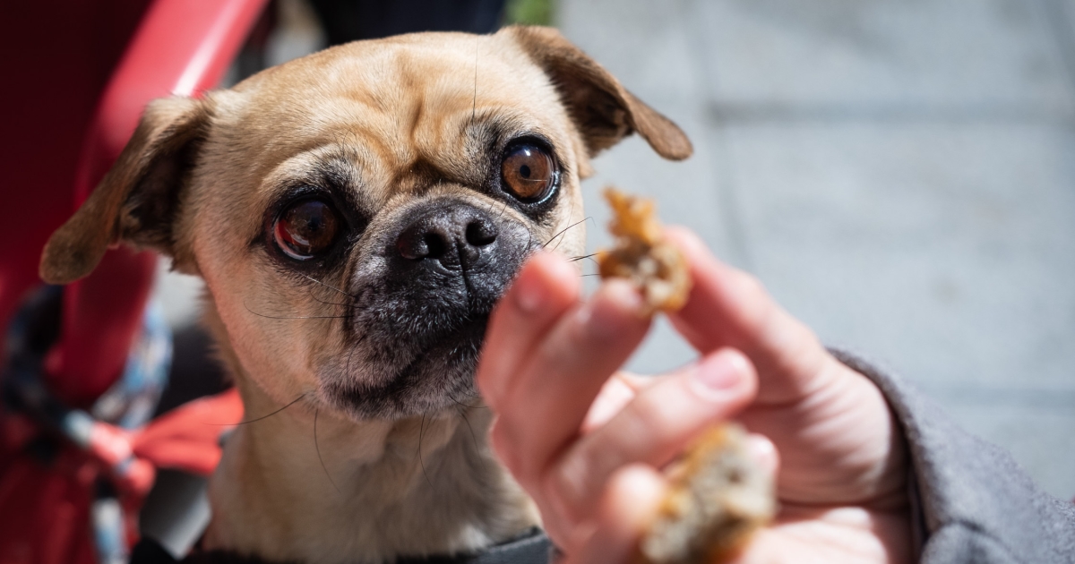 Recipe: Homemade Breath Mints - PetlifeNZ™
