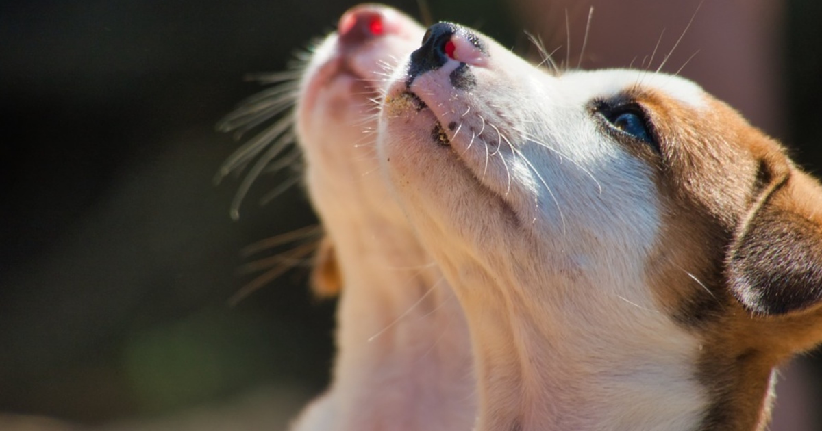 Fun Tips On How To Keep Dogs Happy Indoors - PetlifeNZ™