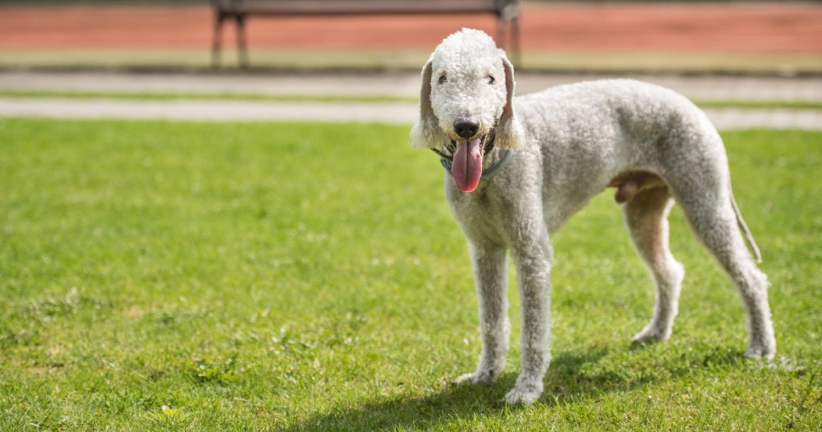 Unusual Breeds Of Dogs - PetlifeNZ™