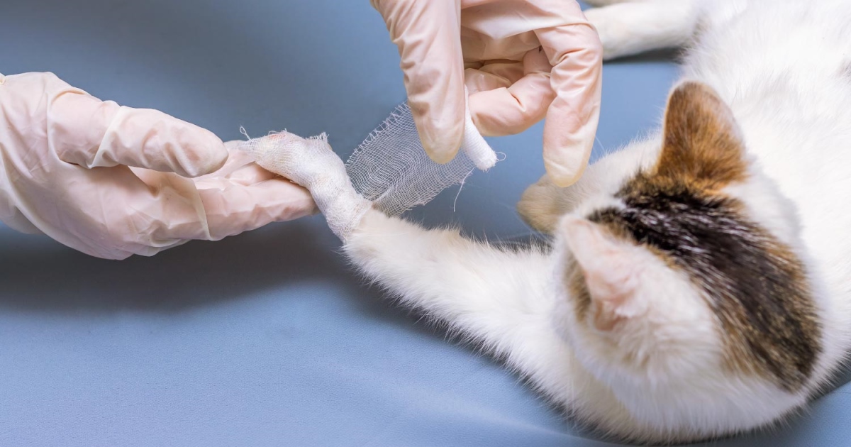 Bite-Wounds In Cats - PetlifeNZ™