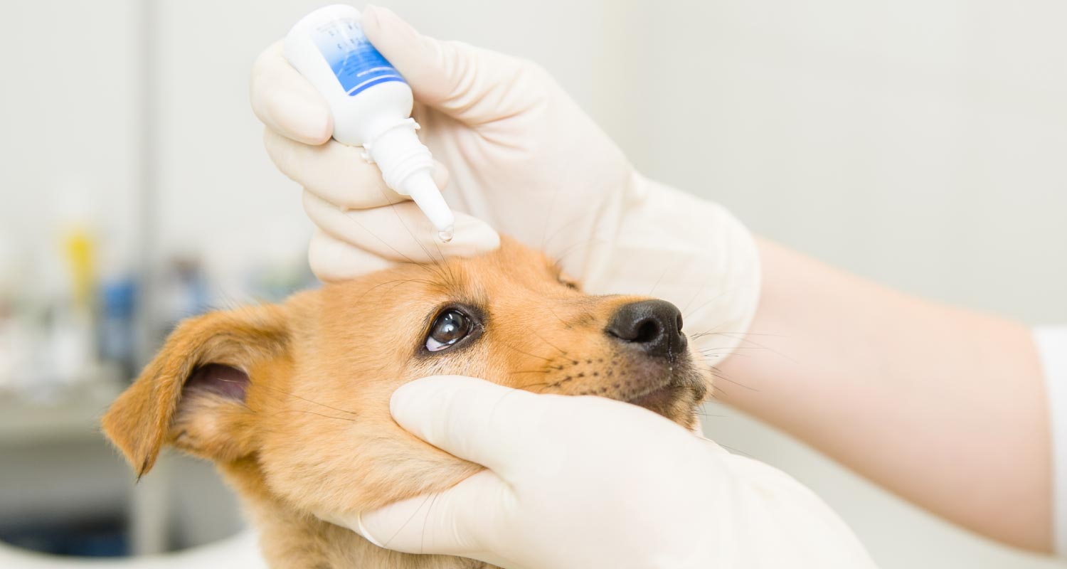 A List Of Common Eye Conditions In Canines: Part 2 - PetlifeNZ™