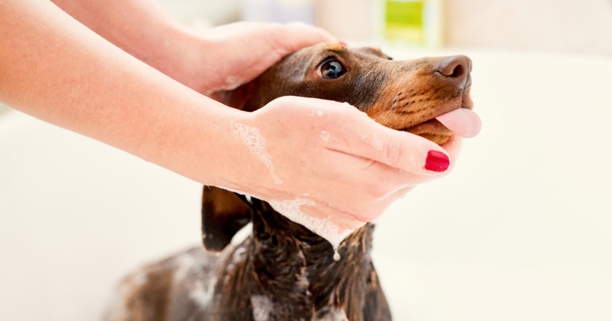 How To Make Your Own Dog Shampoo - PetlifeNZ™