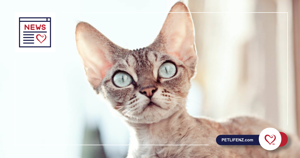 The ‘Bully Cats’ Bred To Resemble American Bully Dogs And How Fashion ...