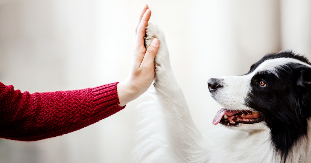 The Importance Of Pets In Our Lives - PetlifeNZ™