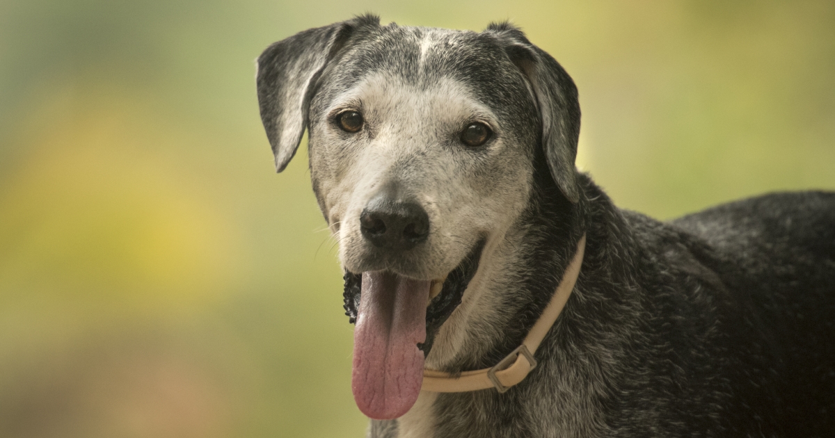 Caring For Your Toothless Dog - PetlifeNZ™