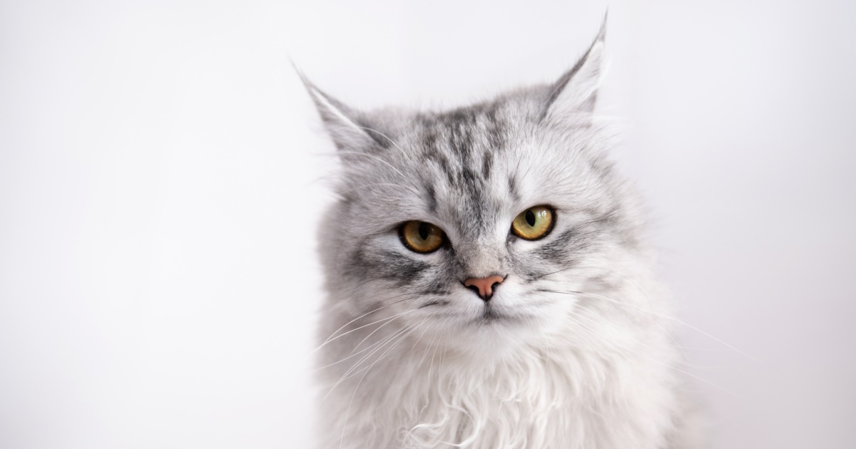 Feline Acne - PetlifeNZ™