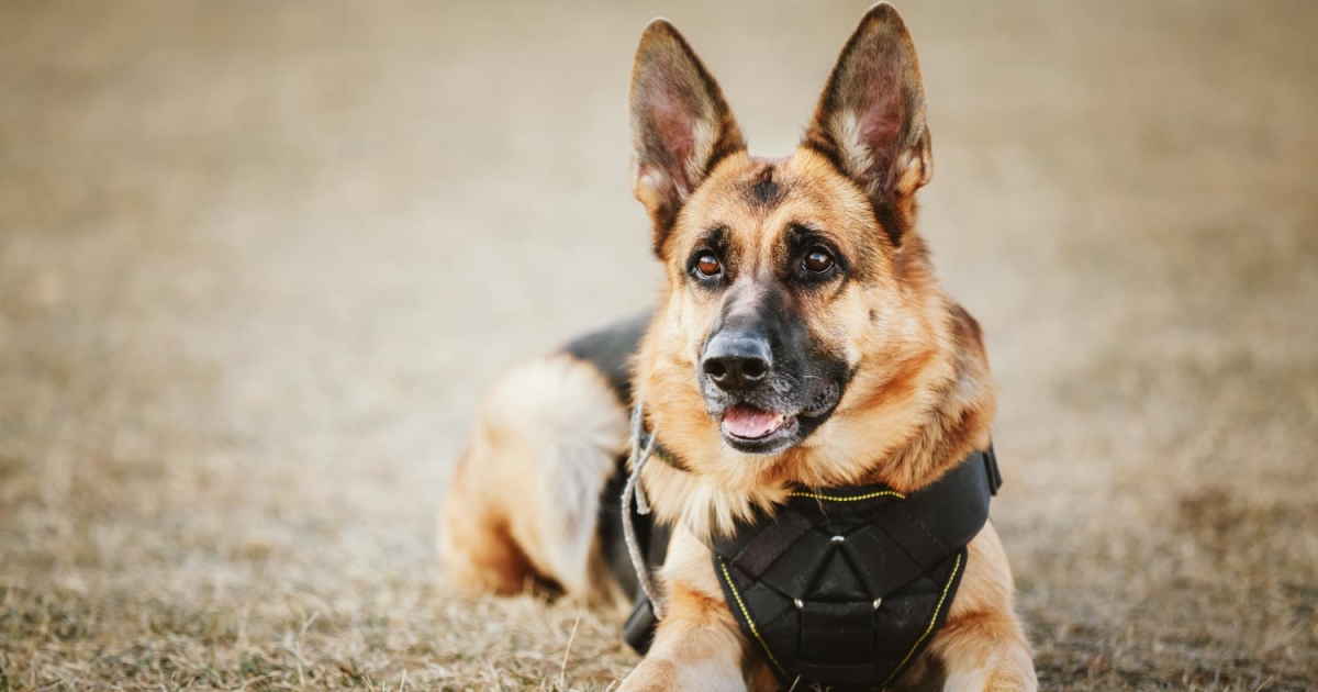 10 Of The Best Police Dog Breeds In The World - PetlifeNZ™