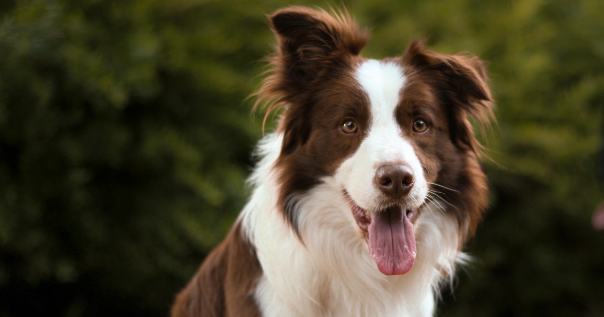 Top 10 Best Herding Dogs - PetlifeNZ™