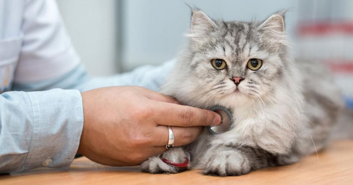 What You Should Know About Performing CPR On Cats - PetlifeNZ™