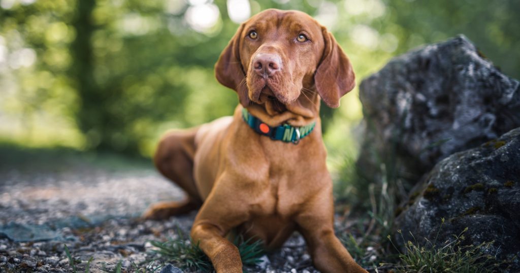 Teaching Deaf Dogs Sign Language - PetlifeNZ™