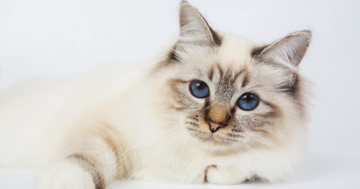 Most Popular Cats - PetlifeNZ™