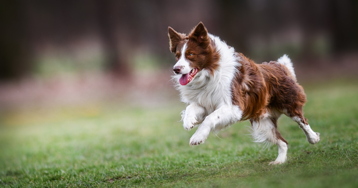 Most Popular Dog Breeds - PetlifeNZ™