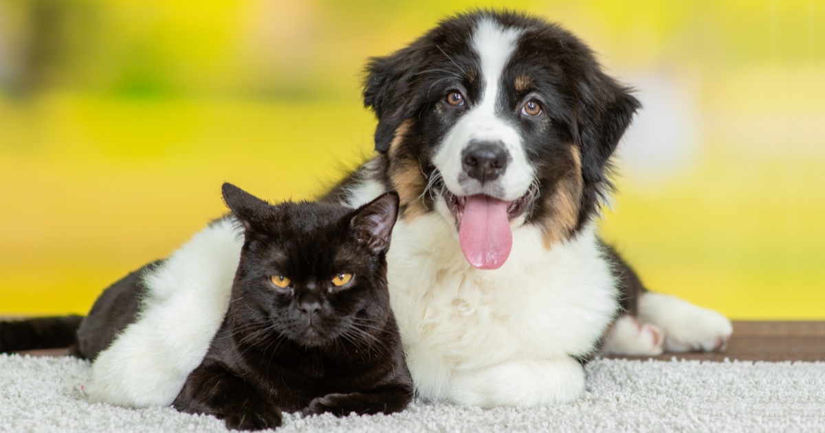 Maintaining Your Pet’s Immune System - PetlifeNZ™