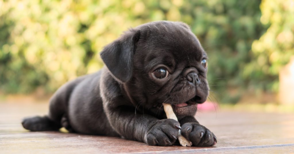 What You Need To Know About Pugs - PetlifeNZ™