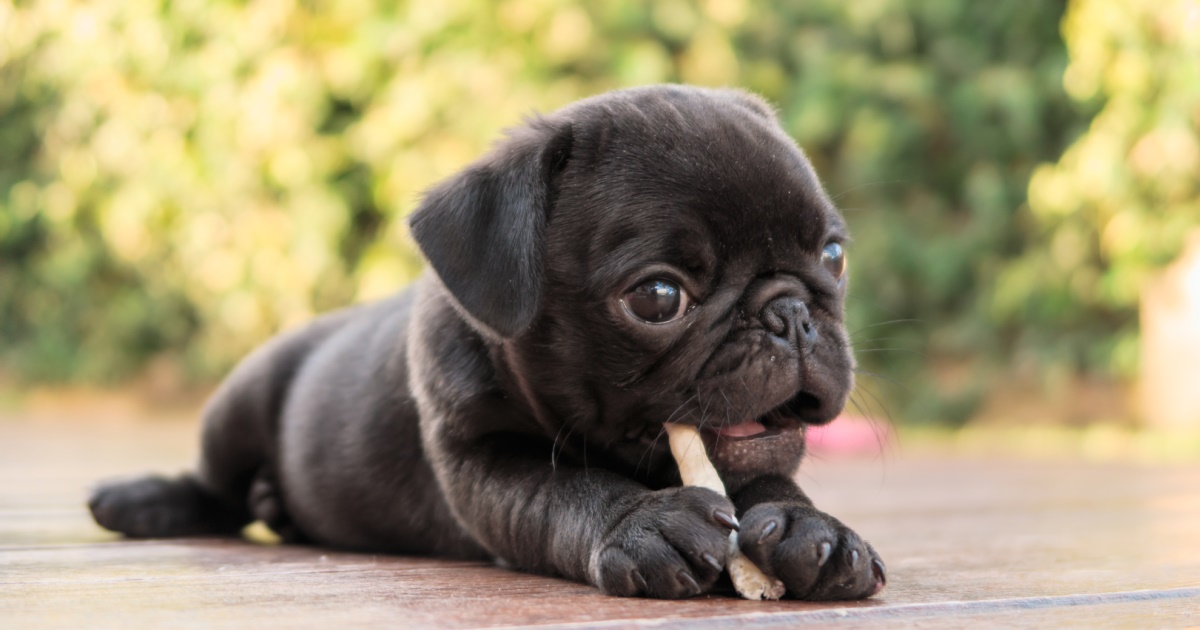 What You Need To Know About Pugs - PetlifeNZ™