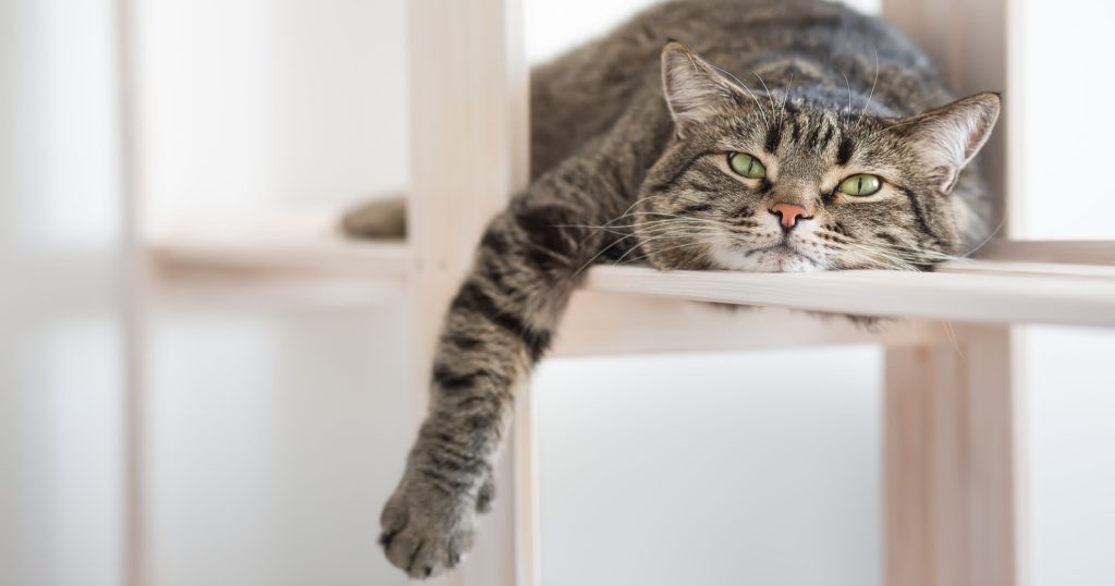My Cat Has Inflammatory Bowel Disease: Can I Manage It At Home ...
