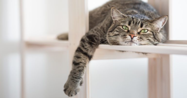 My Cat Has Inflammatory Bowel Disease: Can I Manage It At Home ...
