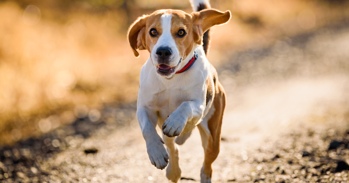 Beagles And Epilepsy - PetlifeNZ™