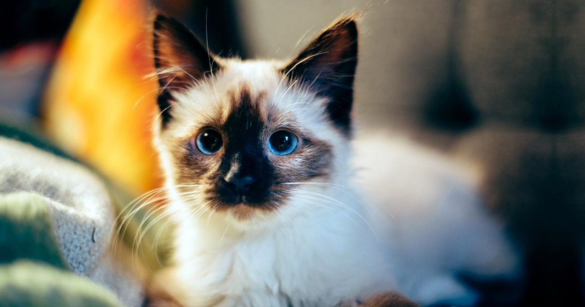 Enlarged Heart (Dilated Cardiomyopathy) In Cats - PetlifeNZ™