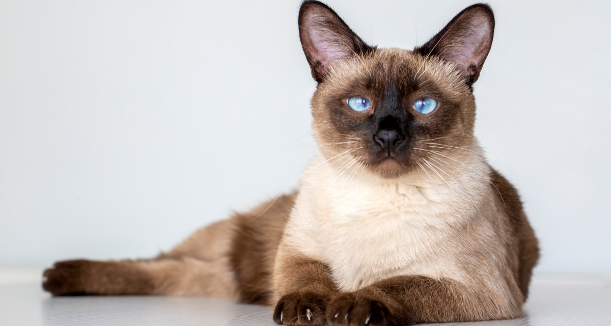 The Best Cat Breeds For Families With Children - PetlifeNZ™