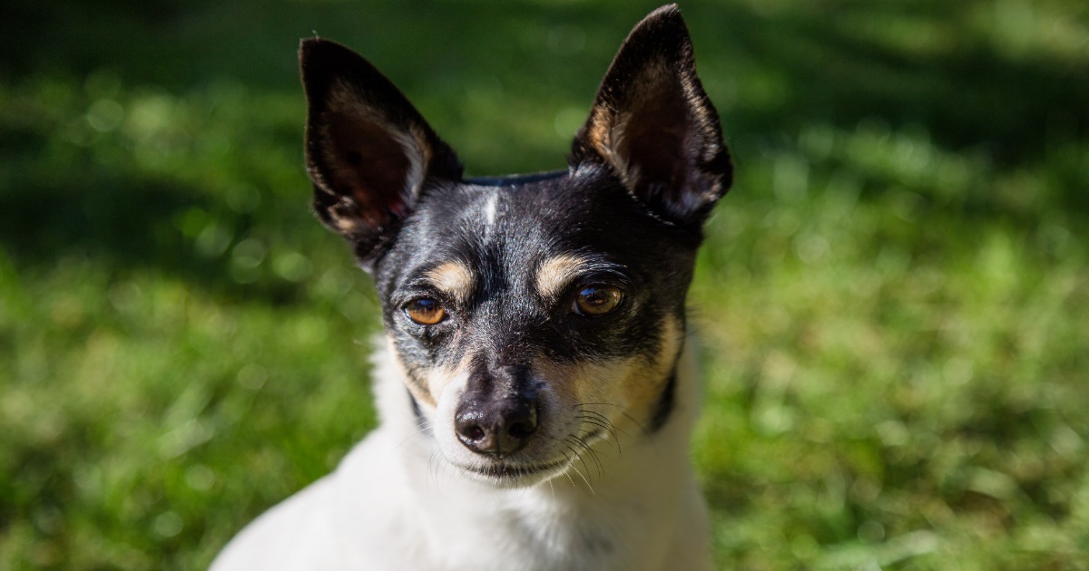 Toy Fox Terriers: Small Dogs With Big Personalities - PetlifeNZ™